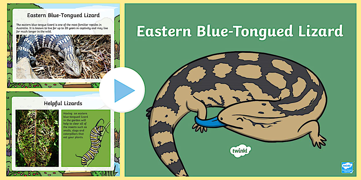 Eastern Blue-Tongued Lizard Facts – Animal Science
