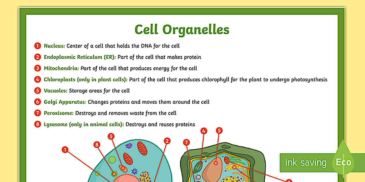 Editable Cell Organelles Poster (professor feito) - Twinkl