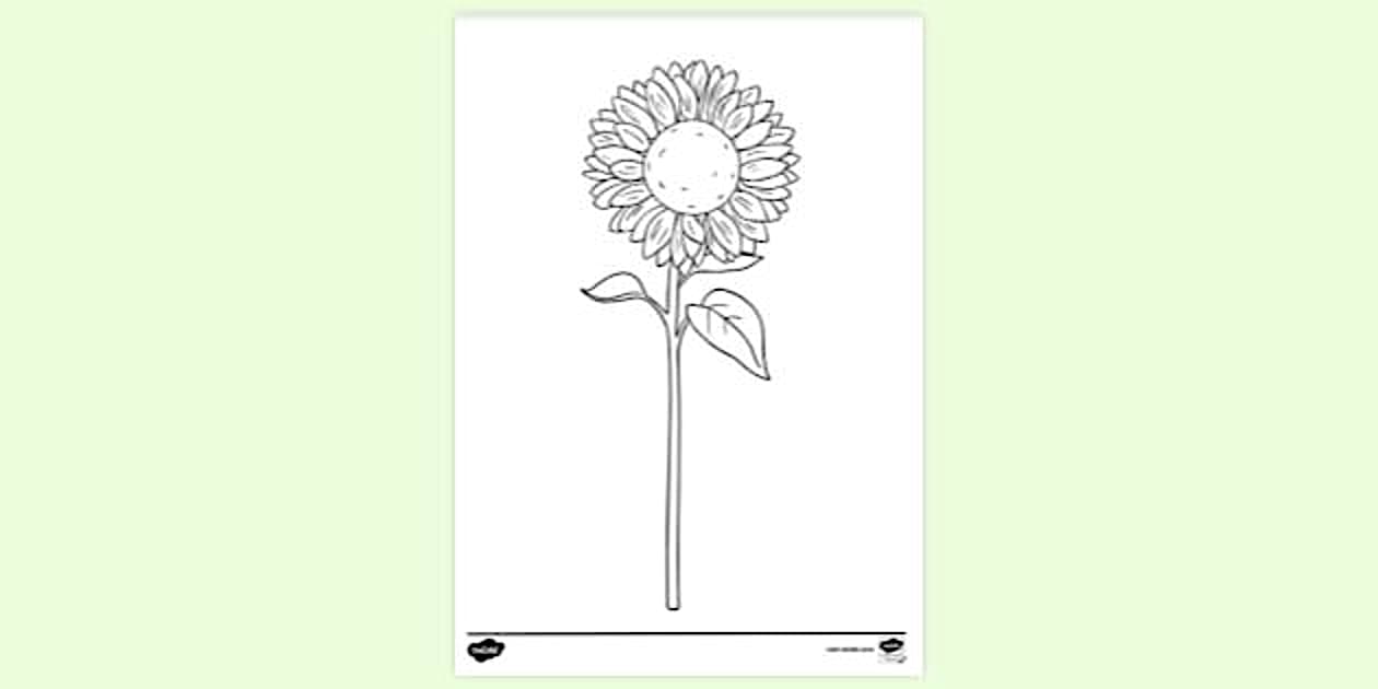 Blank Sunflower Template | Colouring Sheets - Twinkl