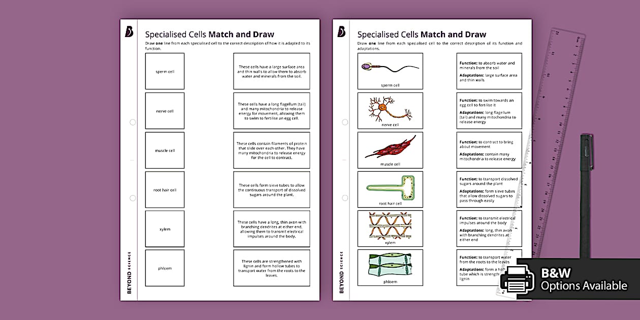 GCSE Specialised Cells Match and Draw | Biology | Beyond