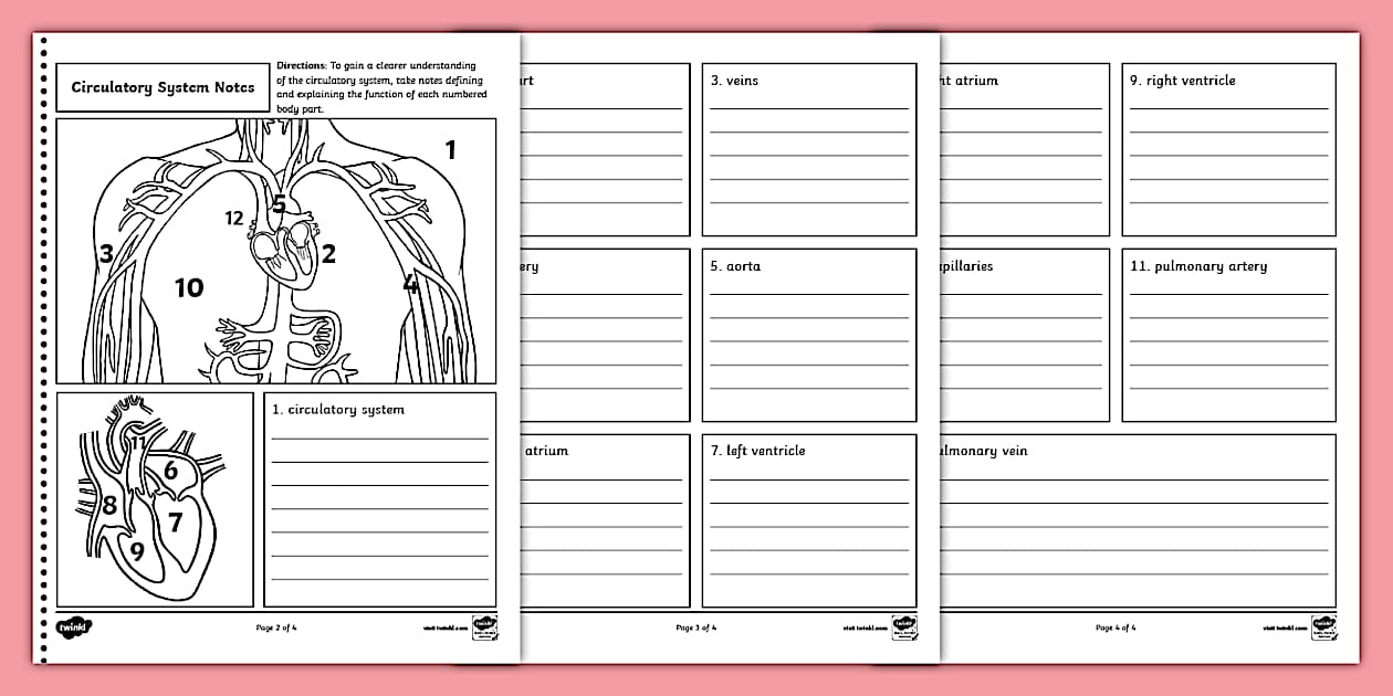 Seventh Grade Circulatory System Notes Graphic Organizer