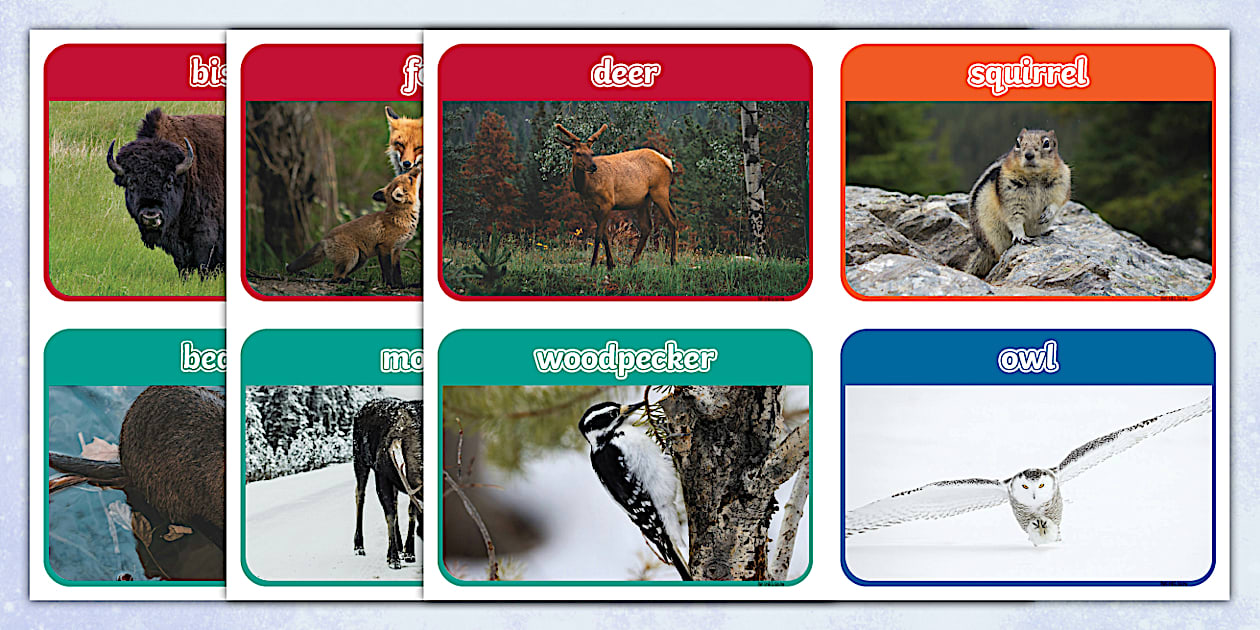 Forest Animal Photo Flashcards (Teacher-Made) - Twinkl