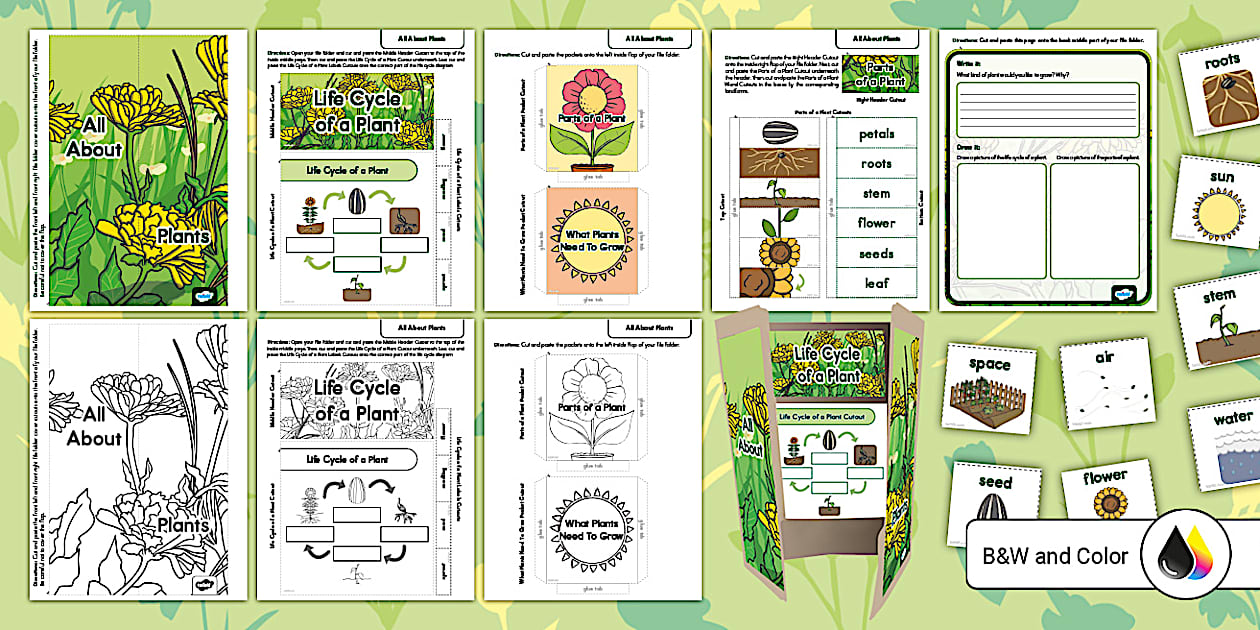 Kindergarten All About Plants Trifold File Folder Activity
