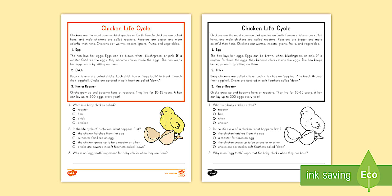 Chicken Life Cycle Differentiated Reading Comprehension Worksheet