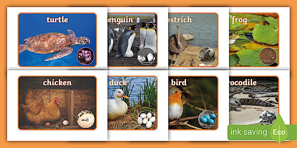 Animals That Hatch From an Egg Display Photos (teacher made)