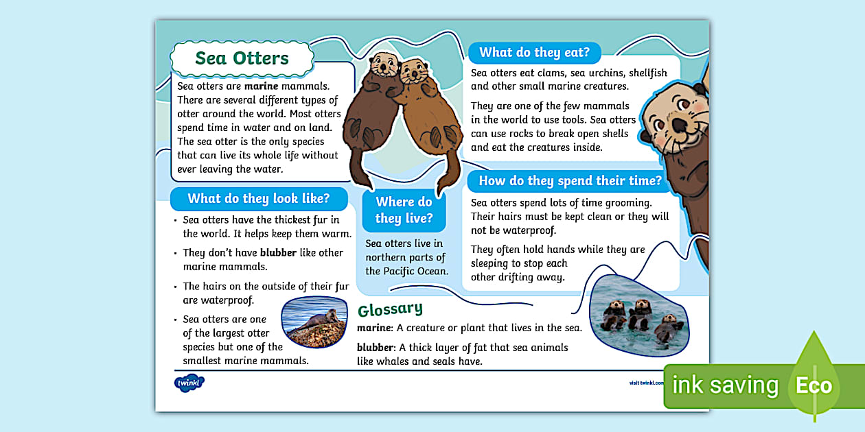 KS1 Sea Otter Fact File - Animals - Mammals (teacher made)