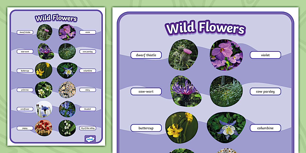 Wild Flowers Photo Display Poster (teacher made) - Twinkl