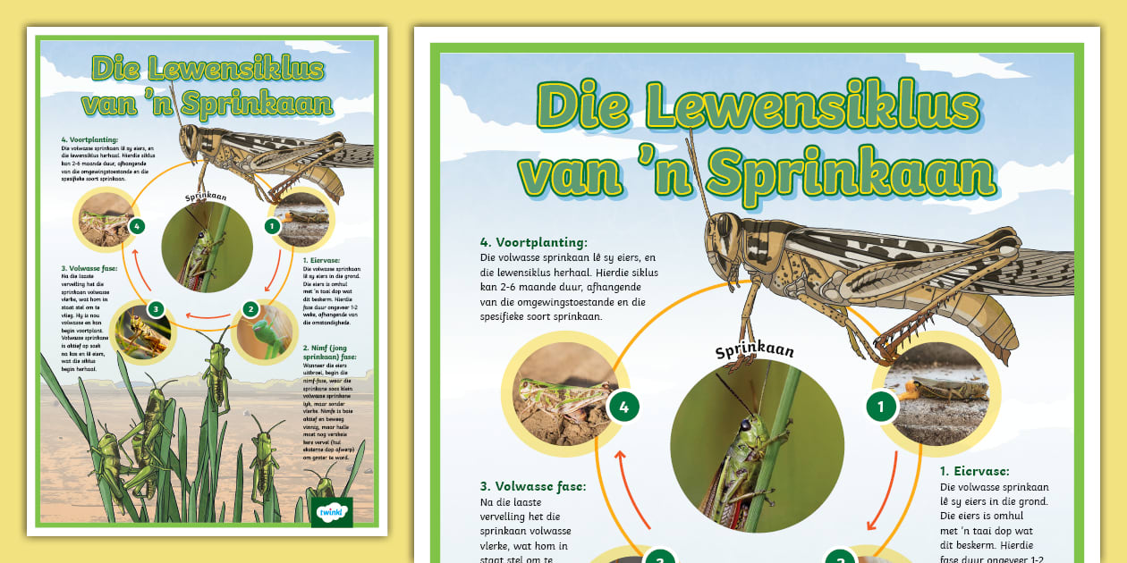 Die Lewensiklus van 'n Sprinkaan Plakkaat (teacher made)