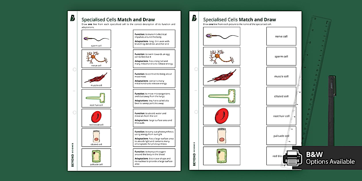 KS3 Specialised Cells Worksheet | KS3 Biology | Beyond
