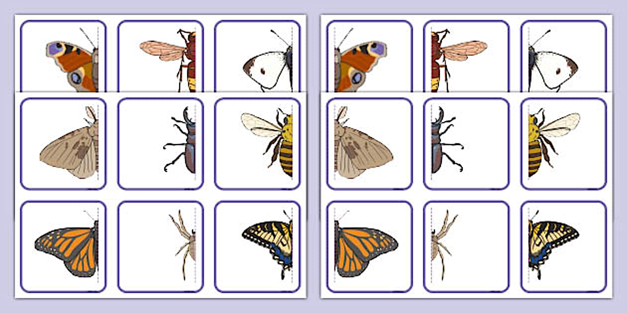 Minibeast Symmetry Matching Cards (teacher made) - Twinkl