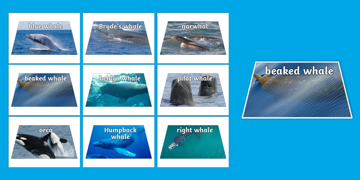 Whale Display Shapes Photo Cut-Outs (teacher made) - Twinkl