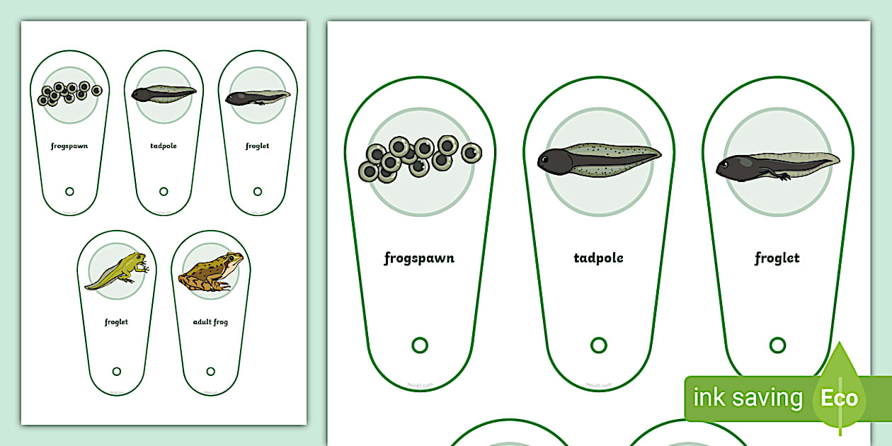Life Cycle of a Frog Fan (teacher made) - Twinkl