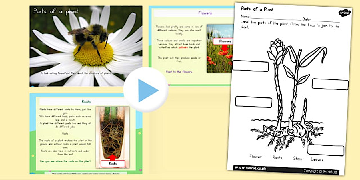 Parts of a Plant Task Setter Activity PowerPoint with Worksheet