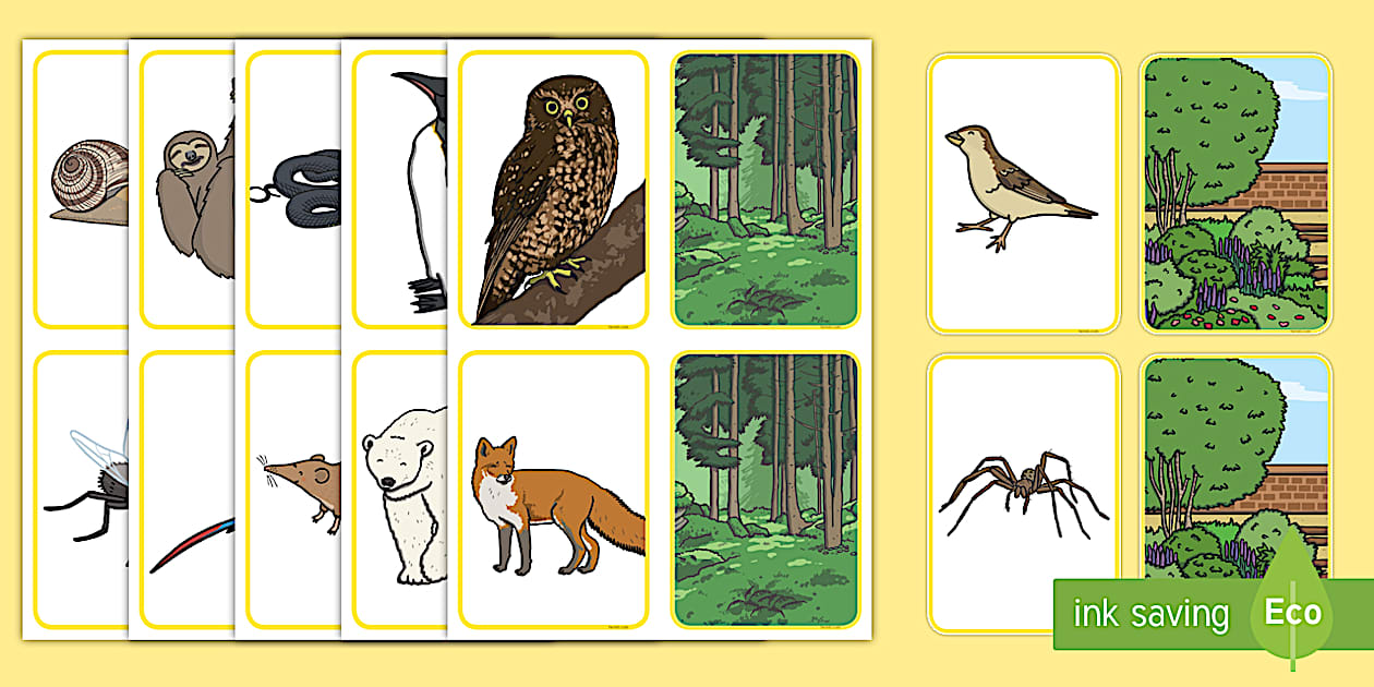 Match Each Animal to its Habitat Activity | Twinkl - Twinkl