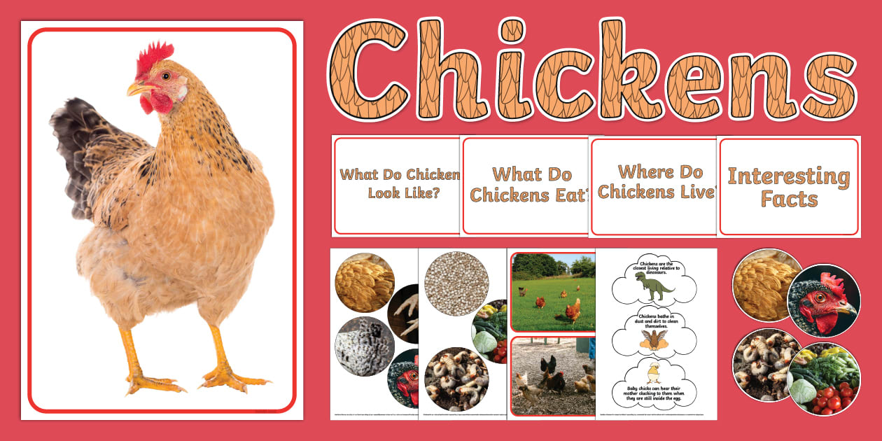 ECE Animal Inquiry Display - Chickens