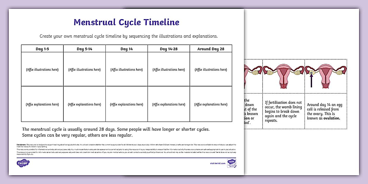 Introduction to the Menstrual Cycle Timeline Activity Sheet