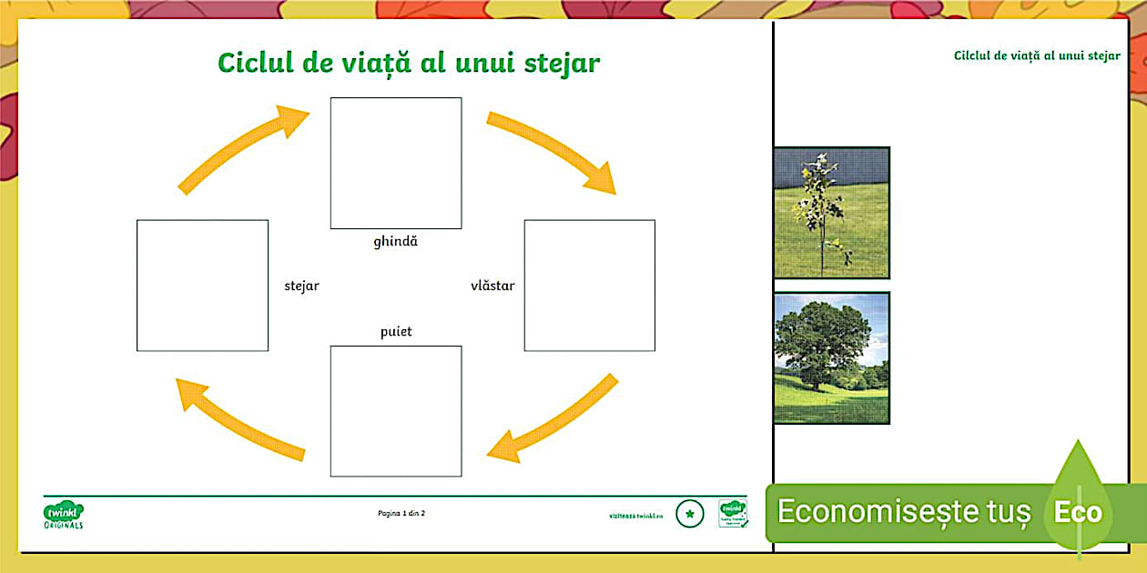 Ciclul de viață al unui stejar – Fișe de lucru diferențiate