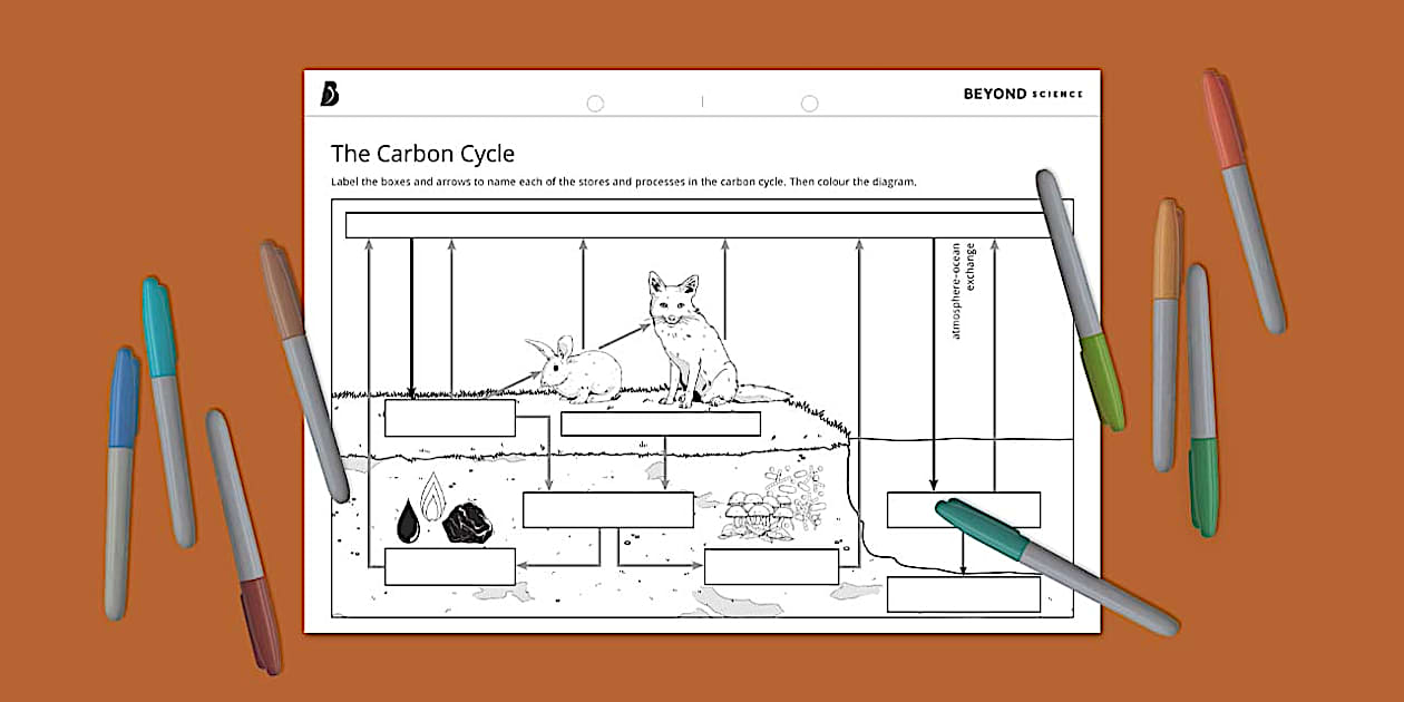The Carbon Cycle Colouring Sheets | Biology | Beyond Science