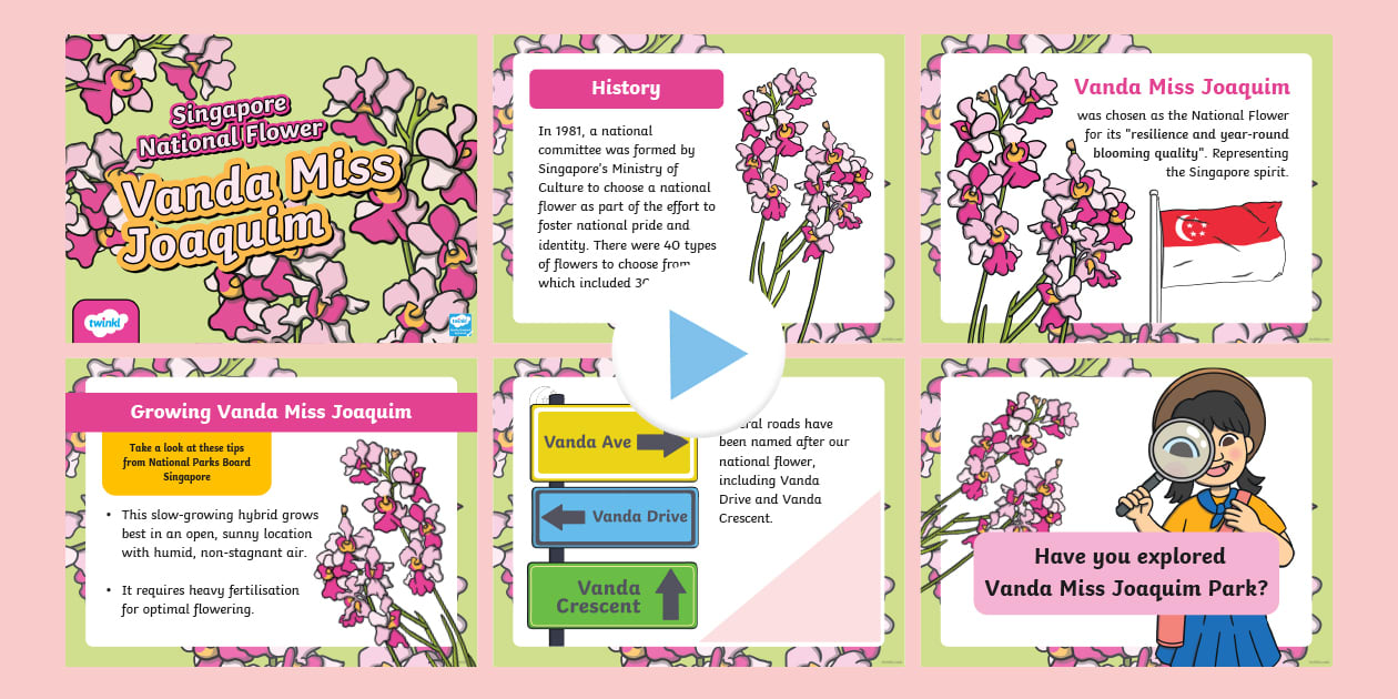 National flower, puple, pink , hybrid