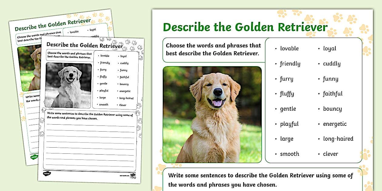 Describe the Golden Retriever Worksheet