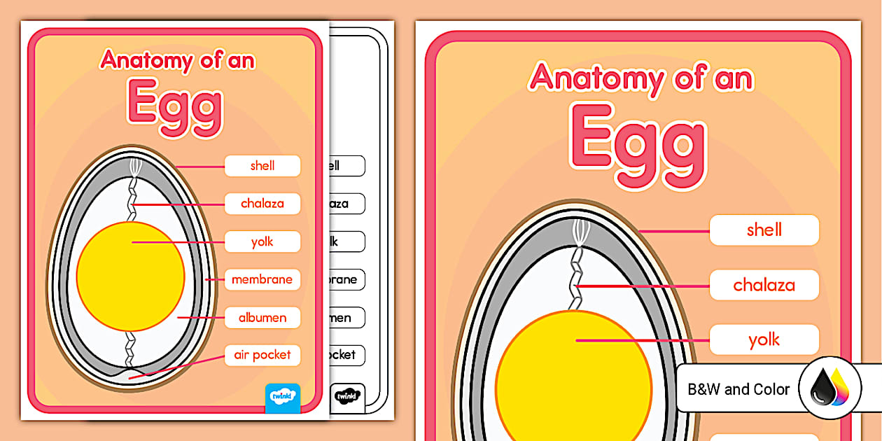 Anatomy of an Egg Poster for K-2nd Grade (Teacher-Made)