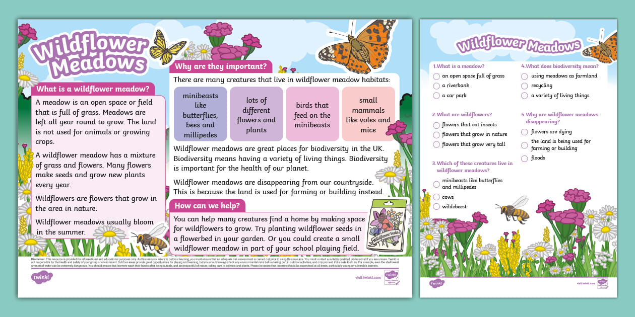 Wildflower Meadows Fact File and Quiz - KS1 - Habitats