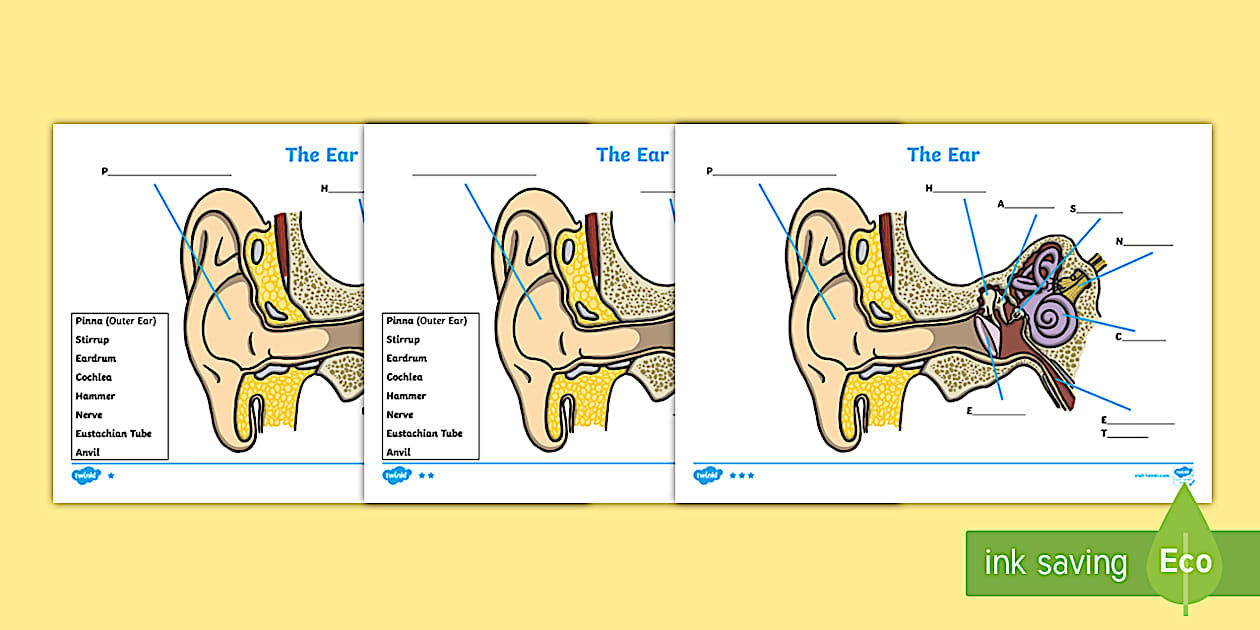 A Human Ear Template - Printable | Biology | STEM | Twinkl