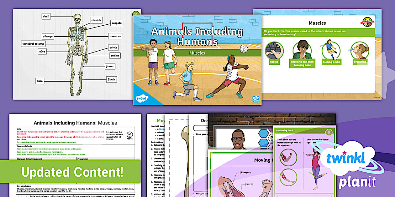 Year 3 Skeleton And Muscles Lesson Pack | Twinkl Science