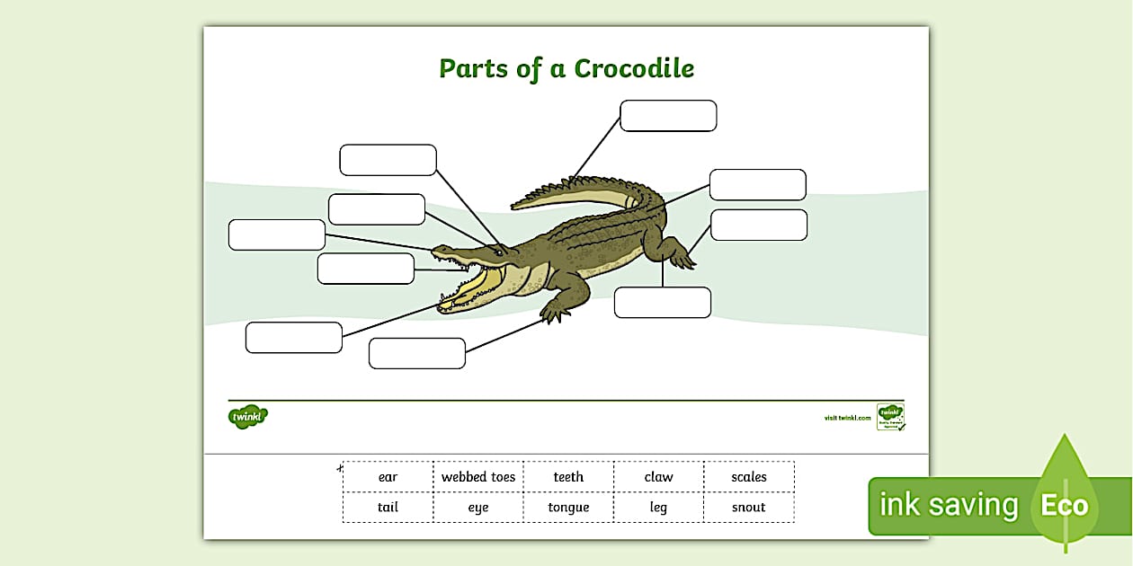 Parts of a Crocodile Labelling Activity,Crocodile, - Twinkl