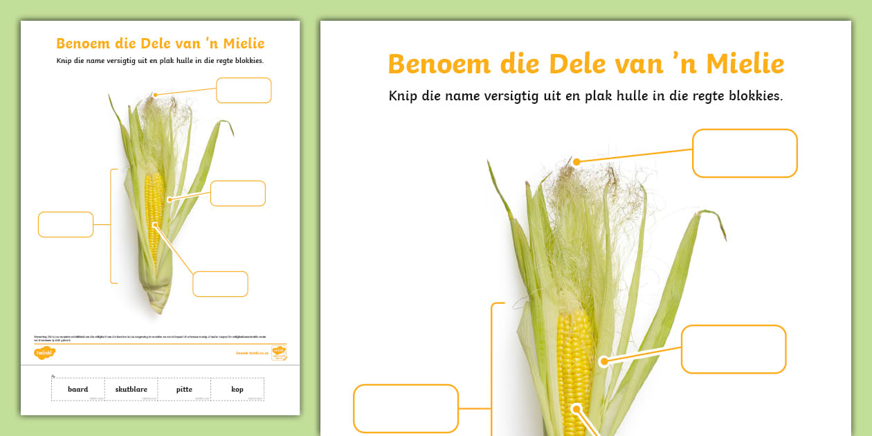 Benoem die Dele van 'n Mielie Aktiwiteit - Twinkl