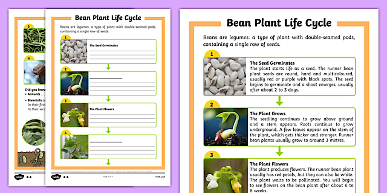 Middle Ability Bean Plant Life Cycle Differentiated Writing Frames