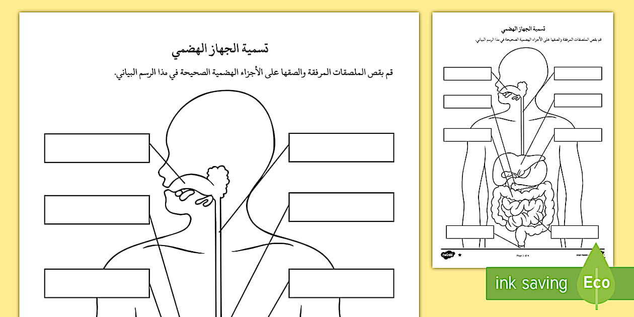 تدريس الأطفال أعضاء الجهاز الهضمي - السنة الخامسة - العلوم
