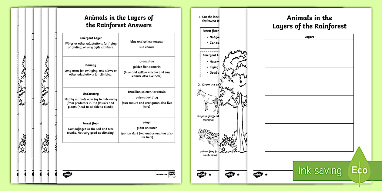Animals of the Amazon Rainforest Facts Worksheet - Twinkl