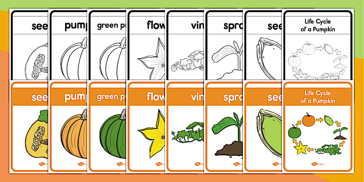 Editable Life Cycle of a Pumpkin Posters (professor feito)