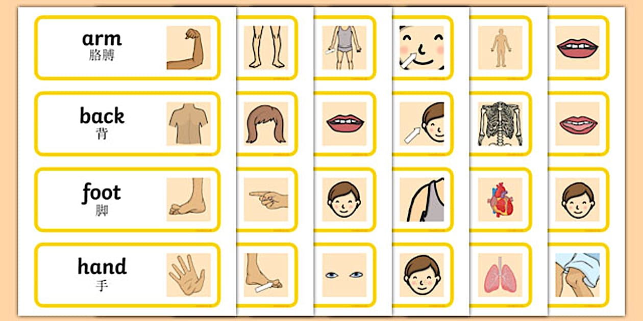 Parts of the Body Topic Words Mandarin Chinese Translation