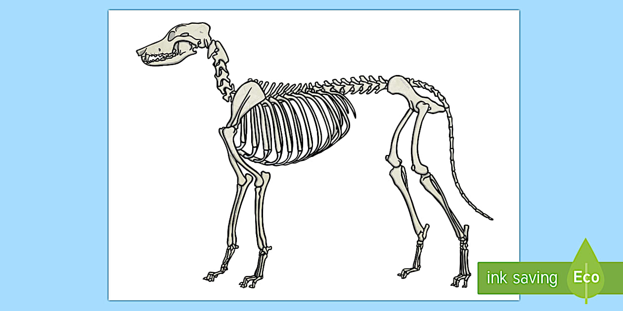 Dog Skeleton Cut-Outs - Dog Skeleton Cut Out - Twinkl