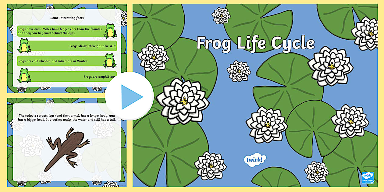 EYFS Frog Life Cycle PowerPoint (teacher made) - Twinkl