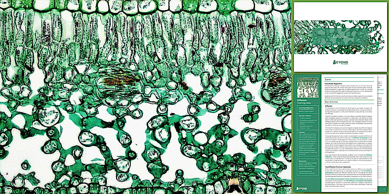 KS3 Cells and Organisation: Diffusion | Beyond Science