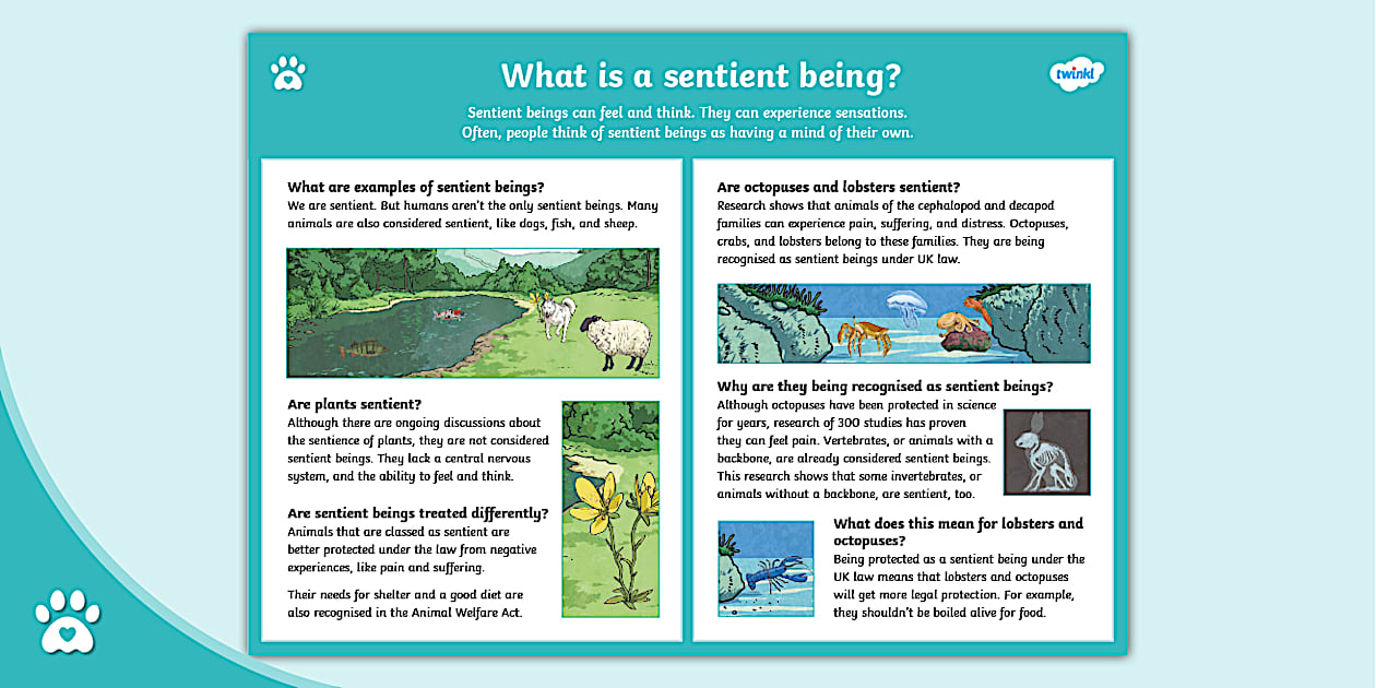 What is a Sentient Being? - Infographic - Sentience - Twinkl