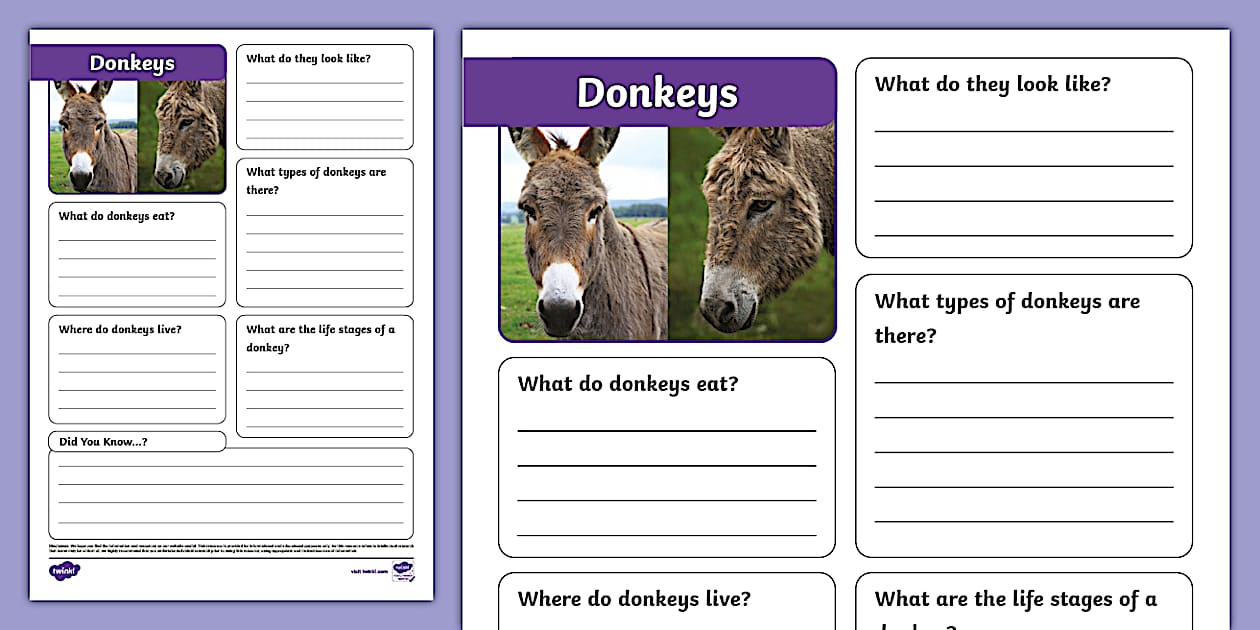 Donkey Fact File Template (professor feito) - Twinkl