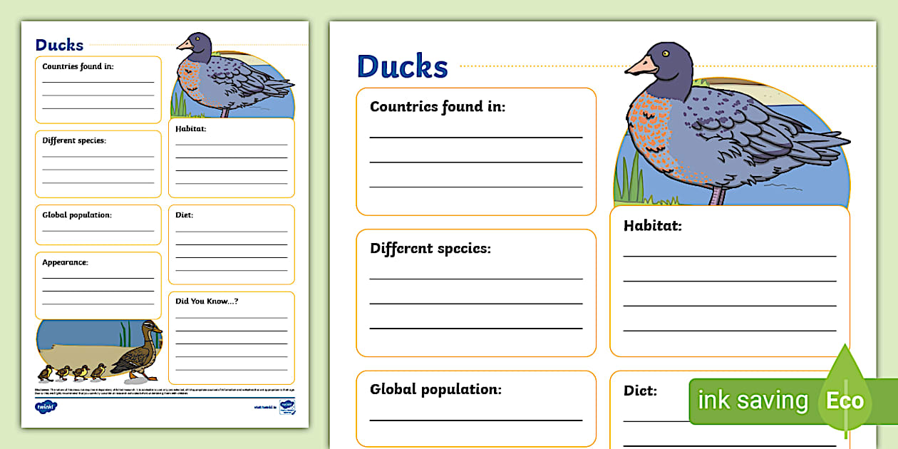 Ducks Fact File Template (creat de profesori) - Twinkl
