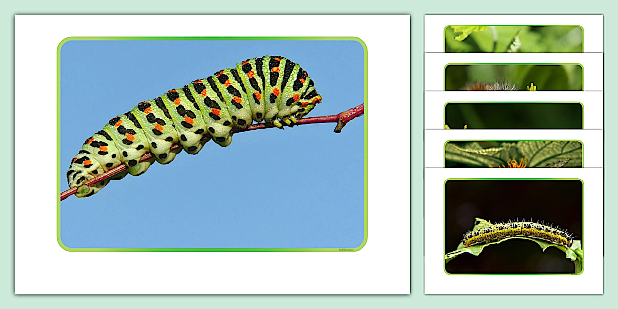 Caterpillar Animal Photo Pack (teacher made) - Twinkl