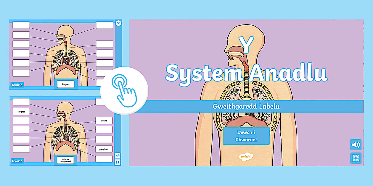 Gweithgaredd Labelu Rhyngweithiol Y System Anadlu