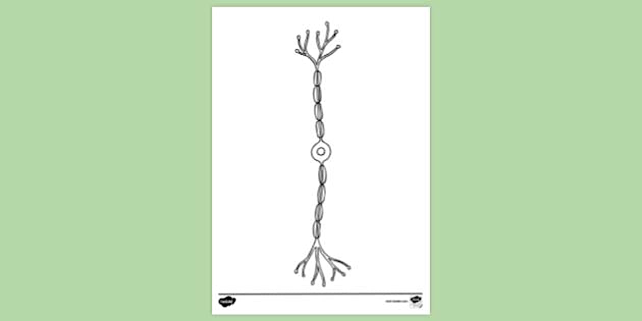 Relay Neuron Colouring Sheet | Colouring Sheets - Twinkl