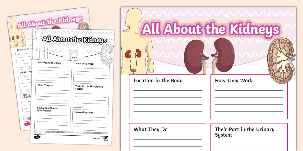 All About the Kidneys Fact File Template (teacher made)