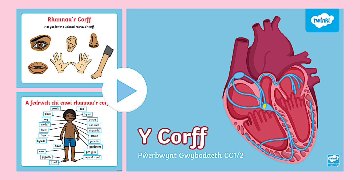 Pŵerbwynt Gwybodaeth Y Corff (Teacher-Made) - Twinkl