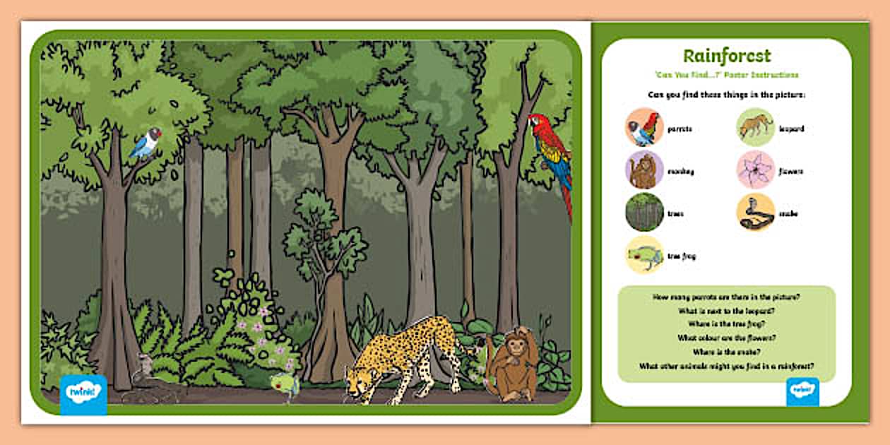 Rainforest - Can You Find? Poster and Prompt Pack - Twinkl