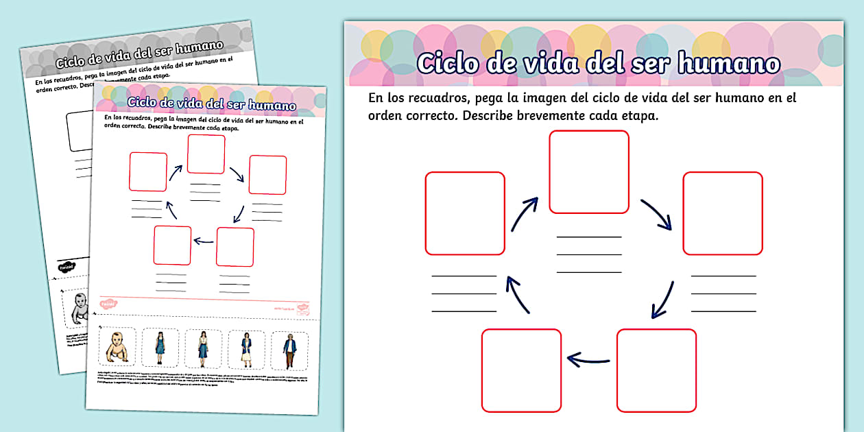 Mapa mental secuencial: Etapas del desarollo humano - Twinkl