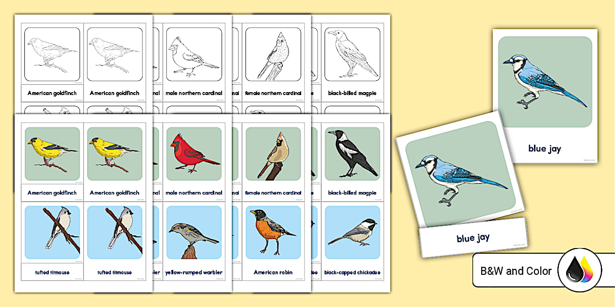 Three-Part Cards for Birds With Illustrations (teacher made)