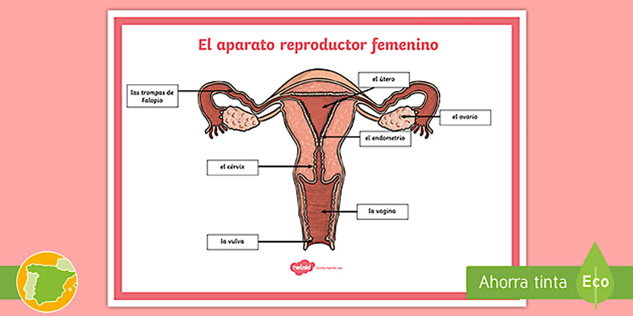Póster El Aparato Reproductor Femenino Teacher Made